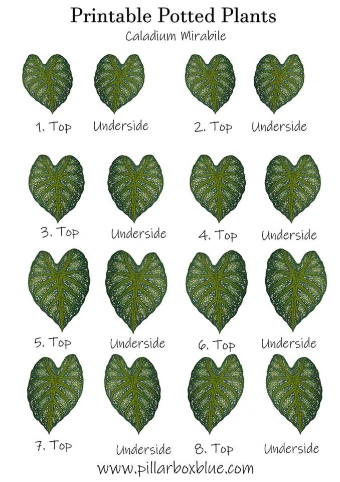 DIY Paper Plants: Mini Tropical House Plants with Free Printables ...