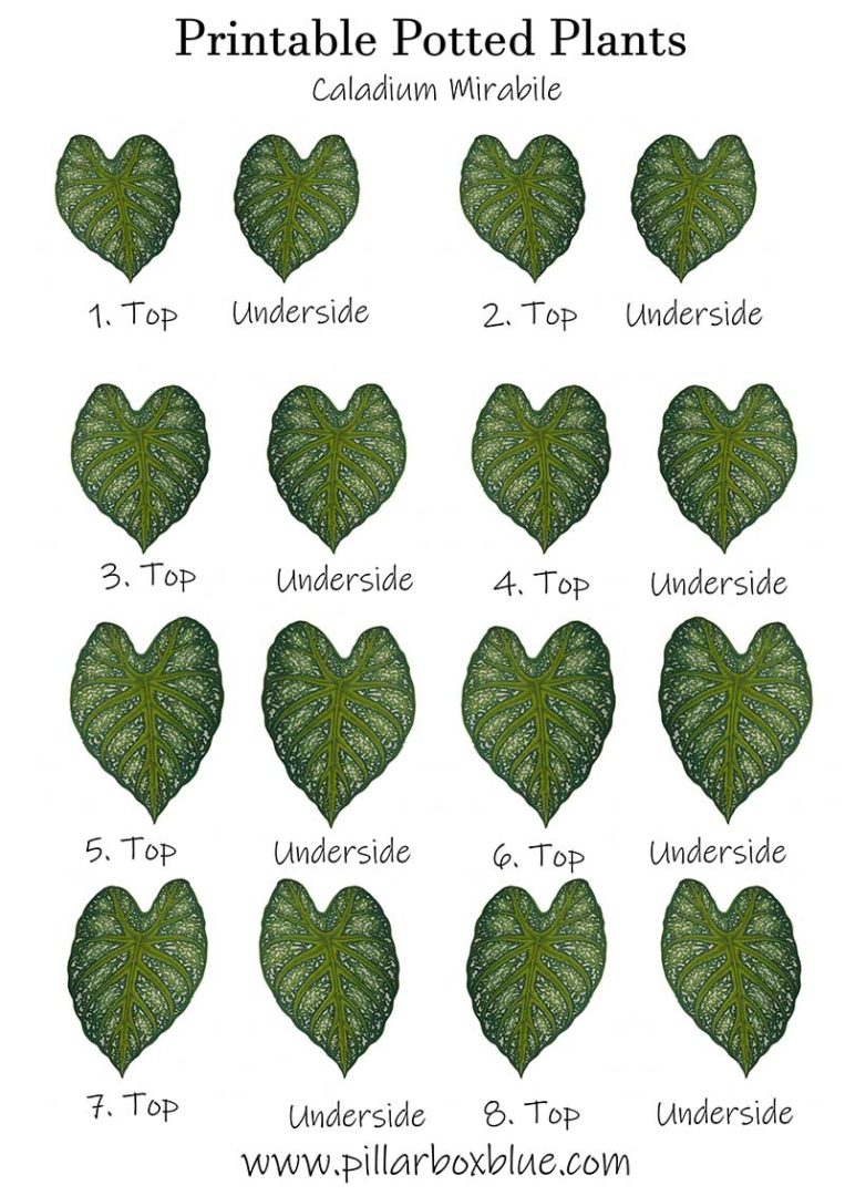 DIY Paper Plants: Mini Tropical House Plants with Free Printables ...